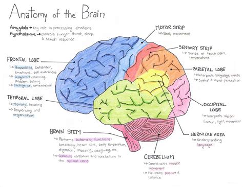 Psychology Mind Map Ygraph