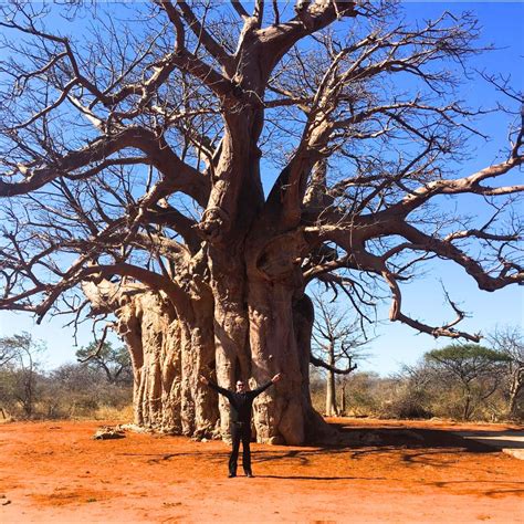 The African Baobab Africas Ancient ‘tree Of Life