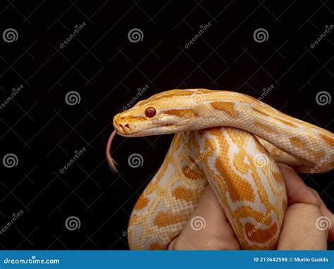 Gold Python Reticulated Python Python Reticulatus Stock Photo Image Of Color Nature