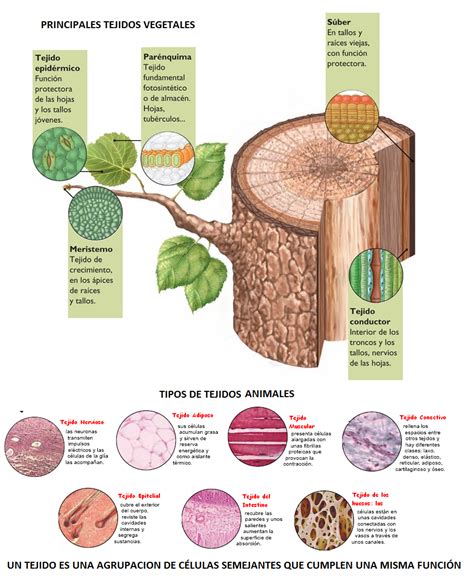 Ciencia Tecnología Y Ambiente En Santa Anita Tejido Vegetal