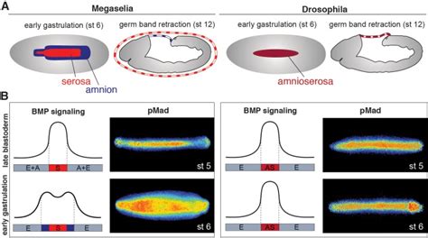 Functional Evolution Of A Morphogenetic Gradient Abstract Europe Pmc