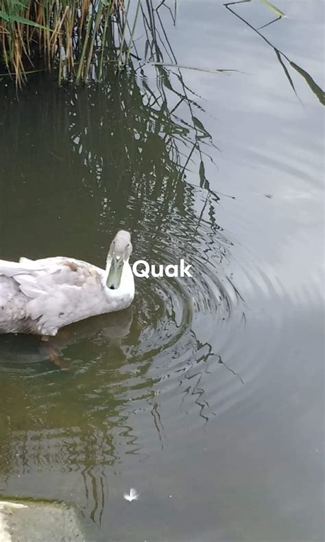 Dick Head Rproperanimalnames