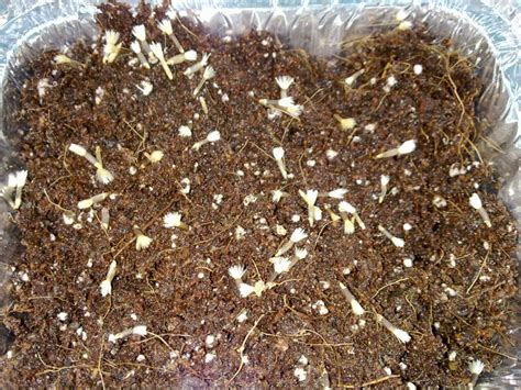 Sowing Seeds Gardening Tips For Beginners In INDIA