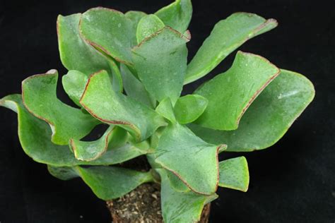 Цветы вариегатные - 69 фото