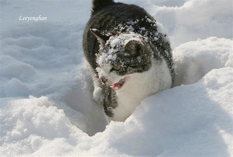 눈이 좋아 웃는 고양이