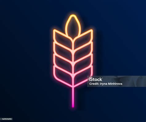 쌀 밀 옥수수 귀리 호밀 보리 아이콘이 검은 색 배경에 고립 된 빛나는 네온 라인 시리얼 밀 빵 기호의 귀 벡터 곡초류에 대한 스톡 벡터 아트 및 기타 이미지 Istock