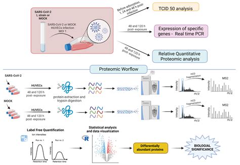 Ijms Free Full Text Proteomic Analysis Identifies Molecular Players