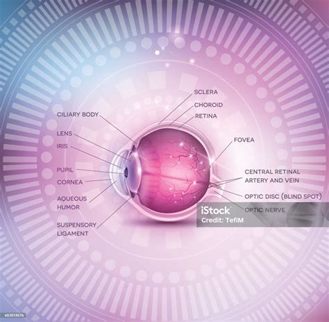 Normal Eye Anatomy Stock Illustration Download Image Now Eye