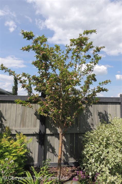 Hawthorn Toba Cheyenne Tree Farm Trees Shrubs Perennials