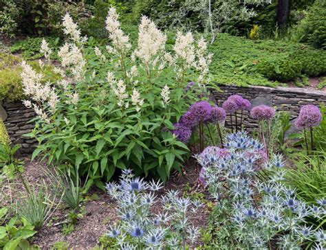 I Love Persicaria Polymorpha Aka Giant Fleece Flower