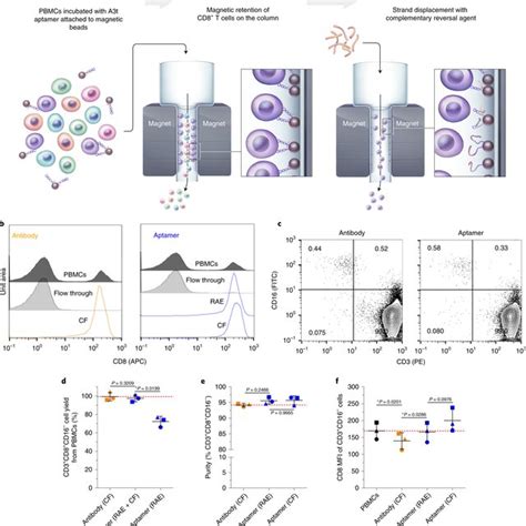 Traceless Aptamer Mediated Isolation Of Cd8 T Cells For Chimeric Antigen Receptor T Cell