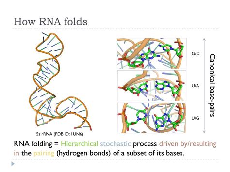 Ppt 123 Dimensional Visualization Of Rna Powerpoint Presentation Free Download Id1596826