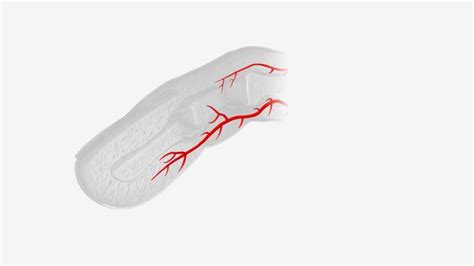 Premium Photo Fingernail Cross Section Of Arteries