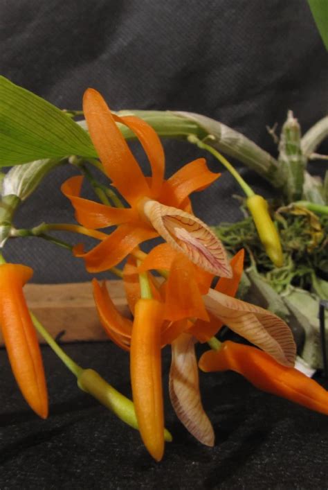 Dendrobium Unicum