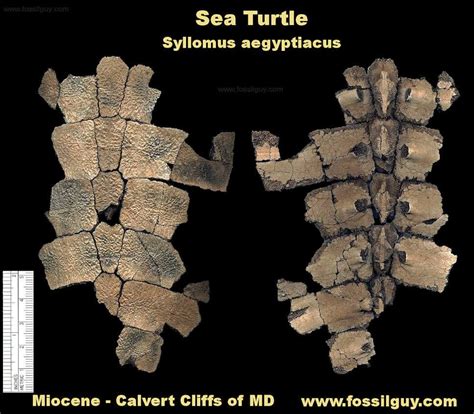 Fossil Vertebrate Identification For Calvert Cliffs Of Maryland Shark Tooth