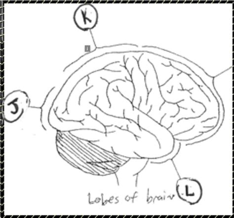 Brain Lobes Diagram Quizlet