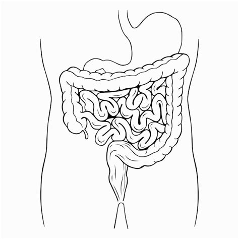 Premium Vector Internal Digestive System