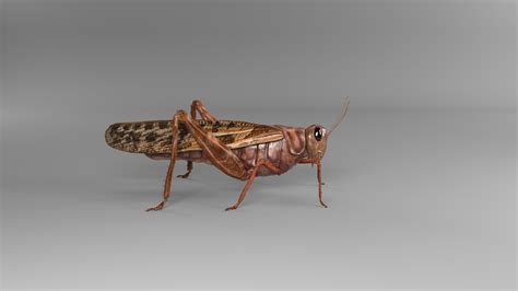 3d Model Photorealistic Rigged Animated Grasshopper Turbosquid 2264229
