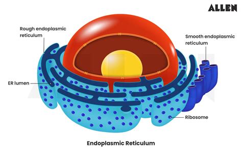 Cbse Notes For Class 9 Science Chapter 5 Fundamental Unit Of Life