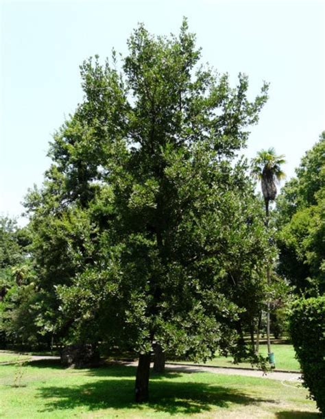 4 Quercus Ithaburensis Subsp Macrolepis Associazione Rotta Di Enea