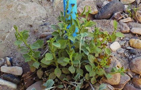 Cleome Arabica L Plant Grown In Aqaba Region Al Yatum Valley Customs