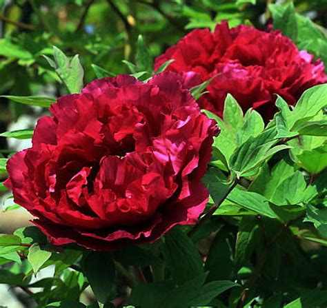 How To Plant And Grow Tree Peonypaeonia Suffruticosa 02152024