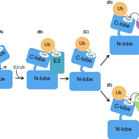 Structure Of The Ternary Complex Of Hpv 16 E6 P53 And A E6ap Derived Download Scientific