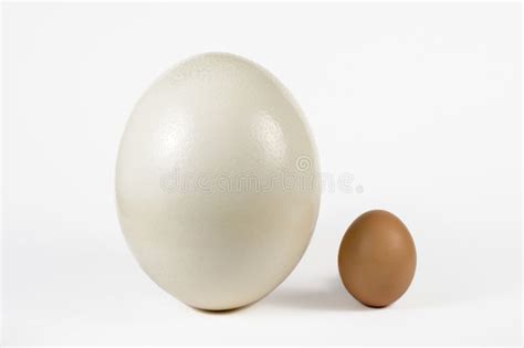 Ostrich And Hen Egg Comparison