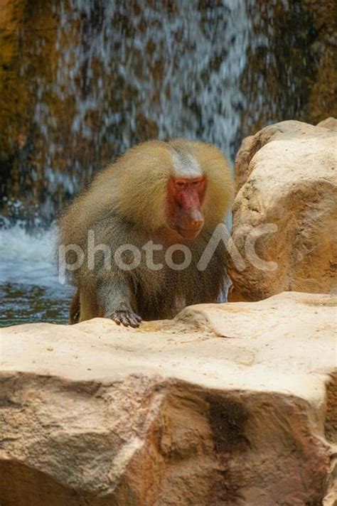 シンガポール動物園のマントヒヒのイメージ No 3206098｜写真素材なら「写真ac」無料（フリー）ダウンロードok