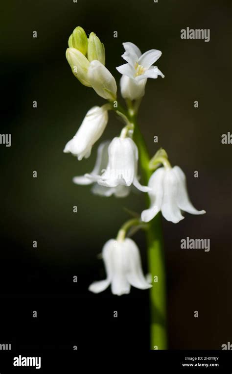 Wild native white bluebell isolated with a very shallow depth of focus ...