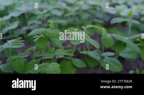 Soybeans Greenhouse Greenhouse Soilless Cultivation Of Vegetables