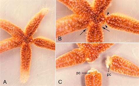 Figure 1 From Morphological And Physiological Aspects Of Mutable Collagenous Tissue At The