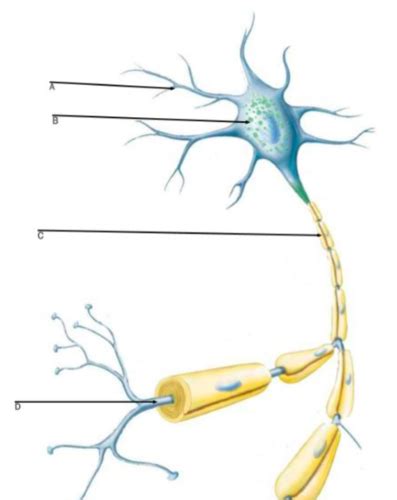 Nervous System And Special Senses Flashcards Quizlet