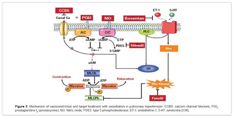 Signaling Pathway Vasoconstriction At Lea Warren Blog