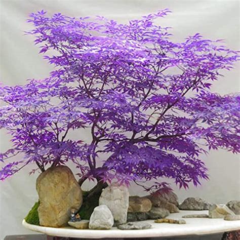 Buy Chuxay Garden Ghost Purple Le Acer Palmatum Japanese Le Tree 30 Rare Color Tree Hardy