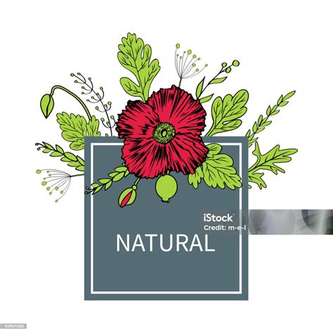 양 귀 비 꽃 새싹 잎 꽃 사각 프레임 흰색 배경 손으로 그려진된 잉크 벡터 스케치 초본 화려한 그림 인사말 카드 청첩장 화장품 라벨 디자인에 고립 개화기에 대한 스톡 벡터