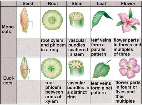 CRACKING GROUPS DICOT MONOCOT COMPARISON CHART