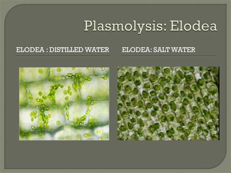 Ppt Review The Plasmolysis Powerpoint Presentation Free Download
