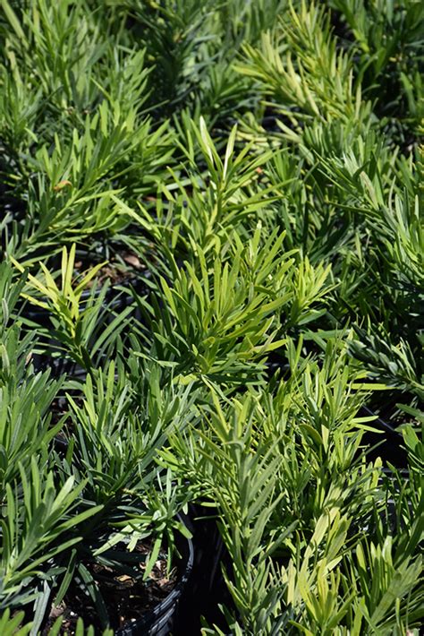 Pringles Dwarf Podocarpus Podocarpus Macrophyllus Pringles Dwarf In New Smyrna Beach