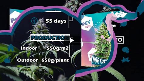 Watch The Stunning Northern Lights Pev Seeds Video Uncover The Magic