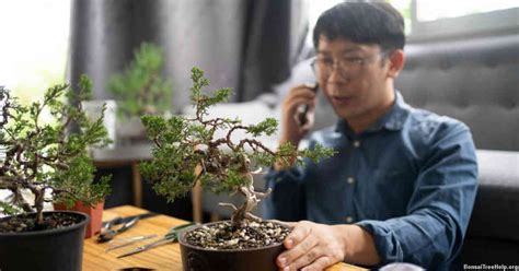 How Do I Style A Prune Bonsai Bonsai Tree Help
