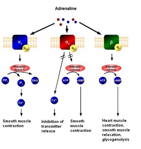 Adrenaline Epinephrine Virtual Library