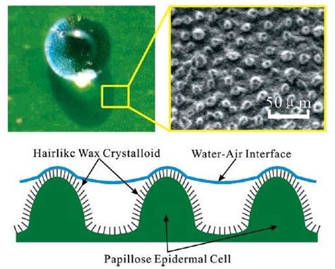 The Hierarchical Structure Of The Surface Of Lotus Leaf This Figure Is Download Scientific