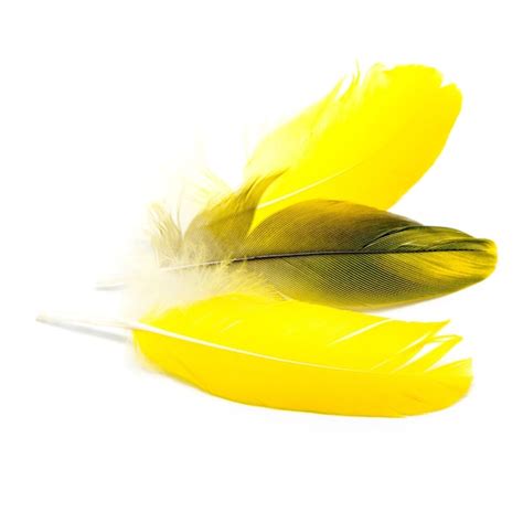 Premium Photo Bird Feathers Isolated