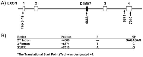 Polymorphisms Identified In The Npy Gene Sequence Analysis Was