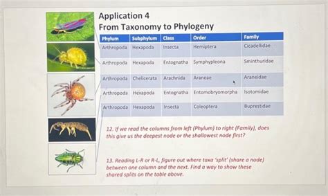 Solved Application 4 From Taxonomy To Phylogeny 12 If We