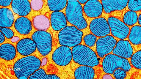 Brain Mitochondria Predict A Mouses Stress Level Dr Adil Husain