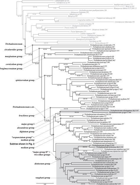 maximum likelihood tree estimated by paup⁄ with tbr branch swapping