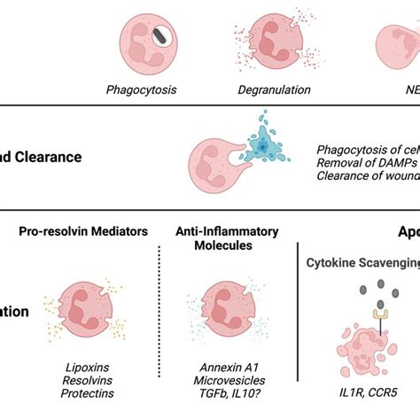 Neutrophil Functions Are Essential For Mucosal Immunity Neutrophil