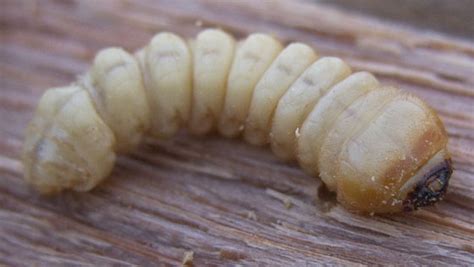 Red Oak Borer Larva Enaphalodes Rufulus Bugguidenet